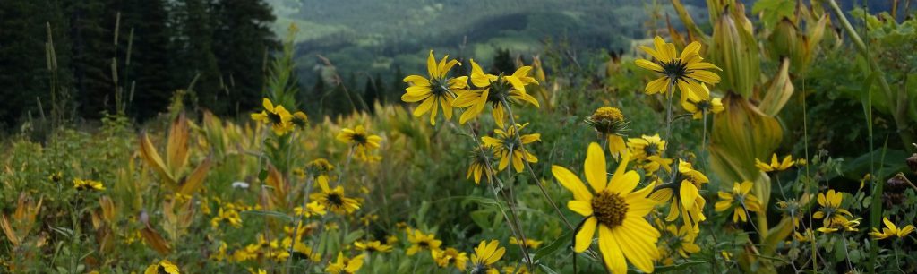 Natural Plant Communities