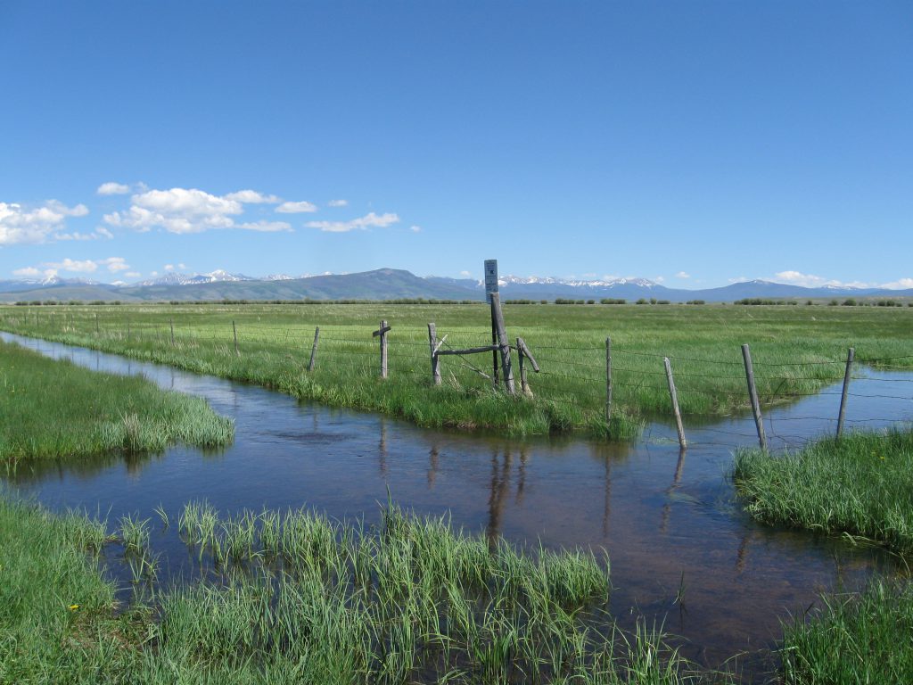 What Are Wetlands?