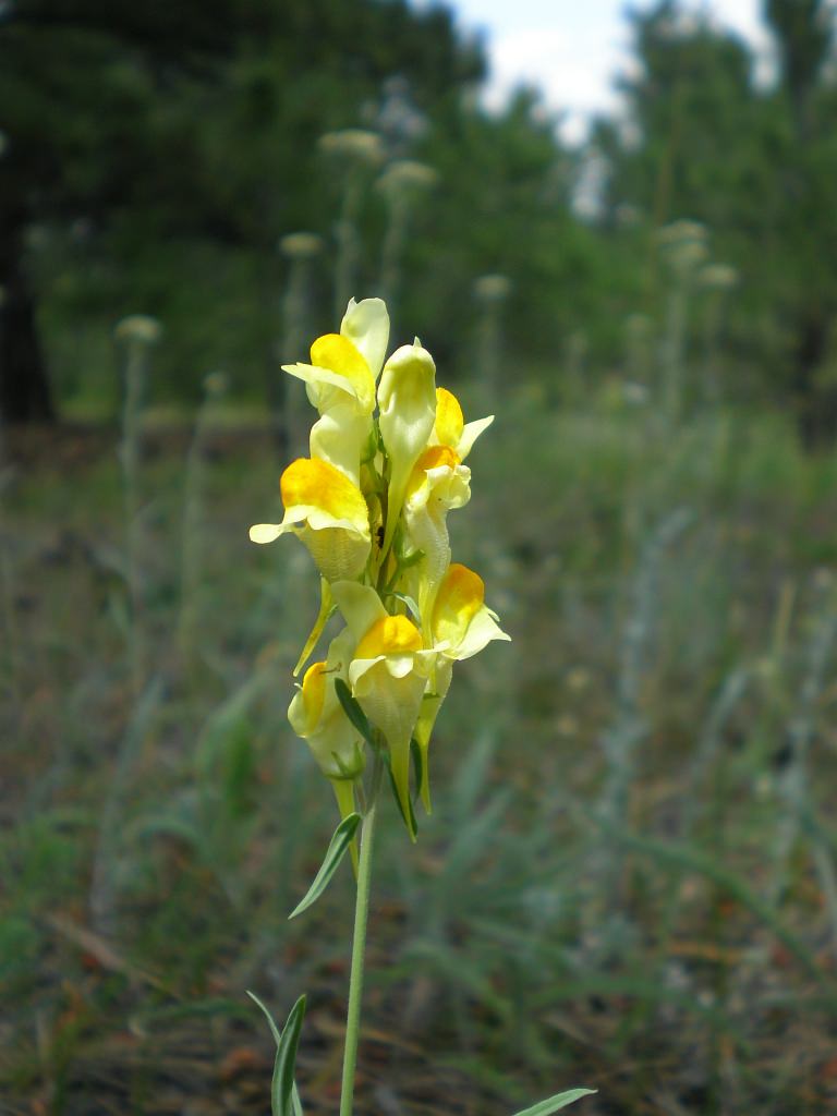 Noxious Weed Inventory, Mapping and Monitoring - Colorado Natural ...